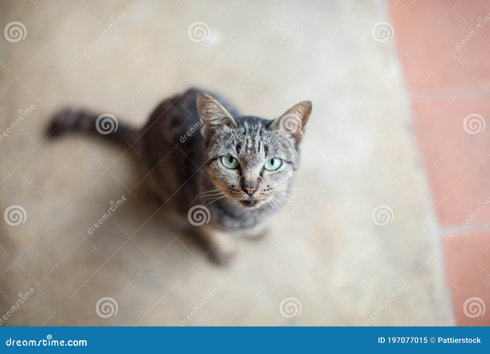 Close Up Cat Look on Camera Stock Image - Image of lovely, adorable ...