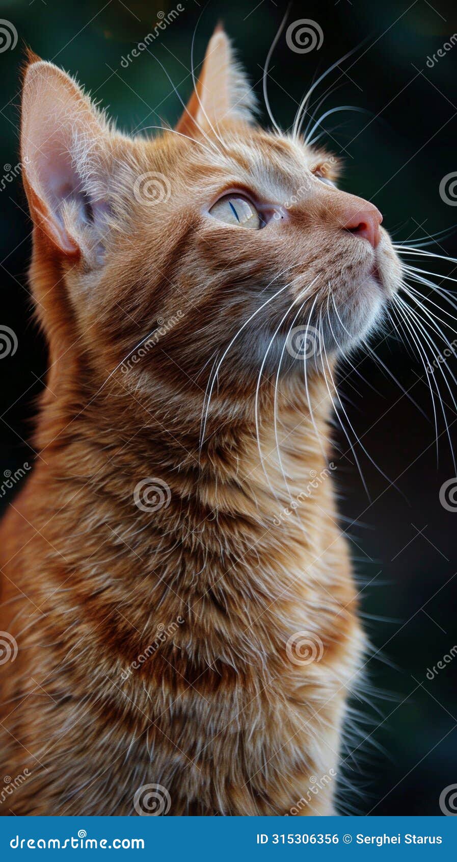 A Close Up of a Cat Looking Upwards with Its Eyes Open, AI Stock Photo ...