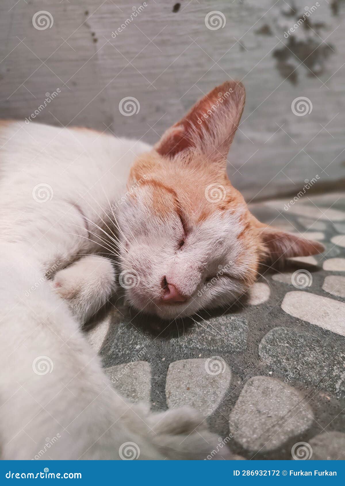 Close Up Cat Lying in the Floor and Deep Sleep Stock Photo - Image of ...