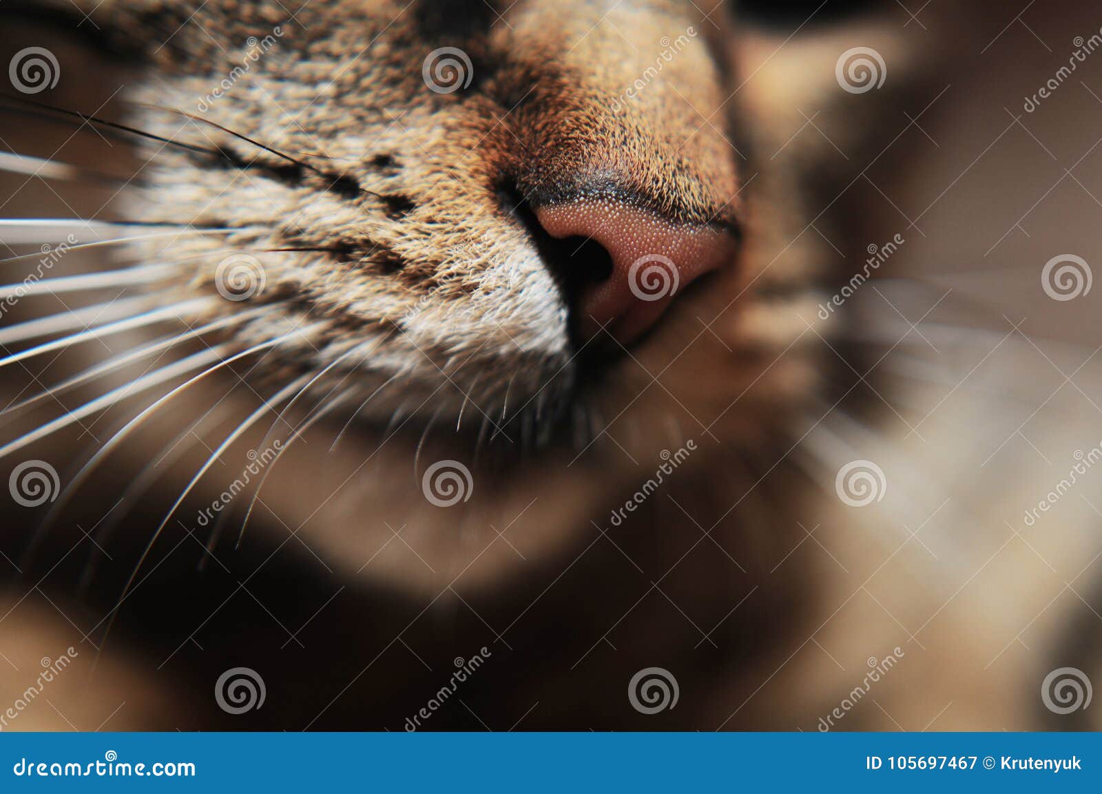 Close up of cat nose stock image. Image of kitty, face - 105697467