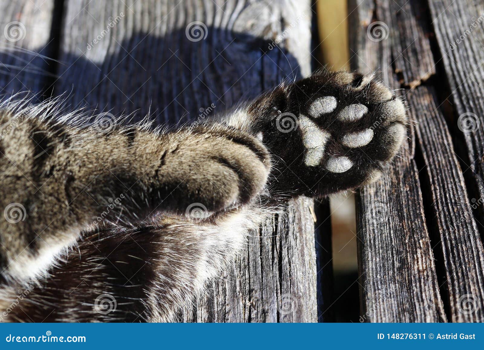 Close-up of cat paws stock image. Image of extremity - 148276311