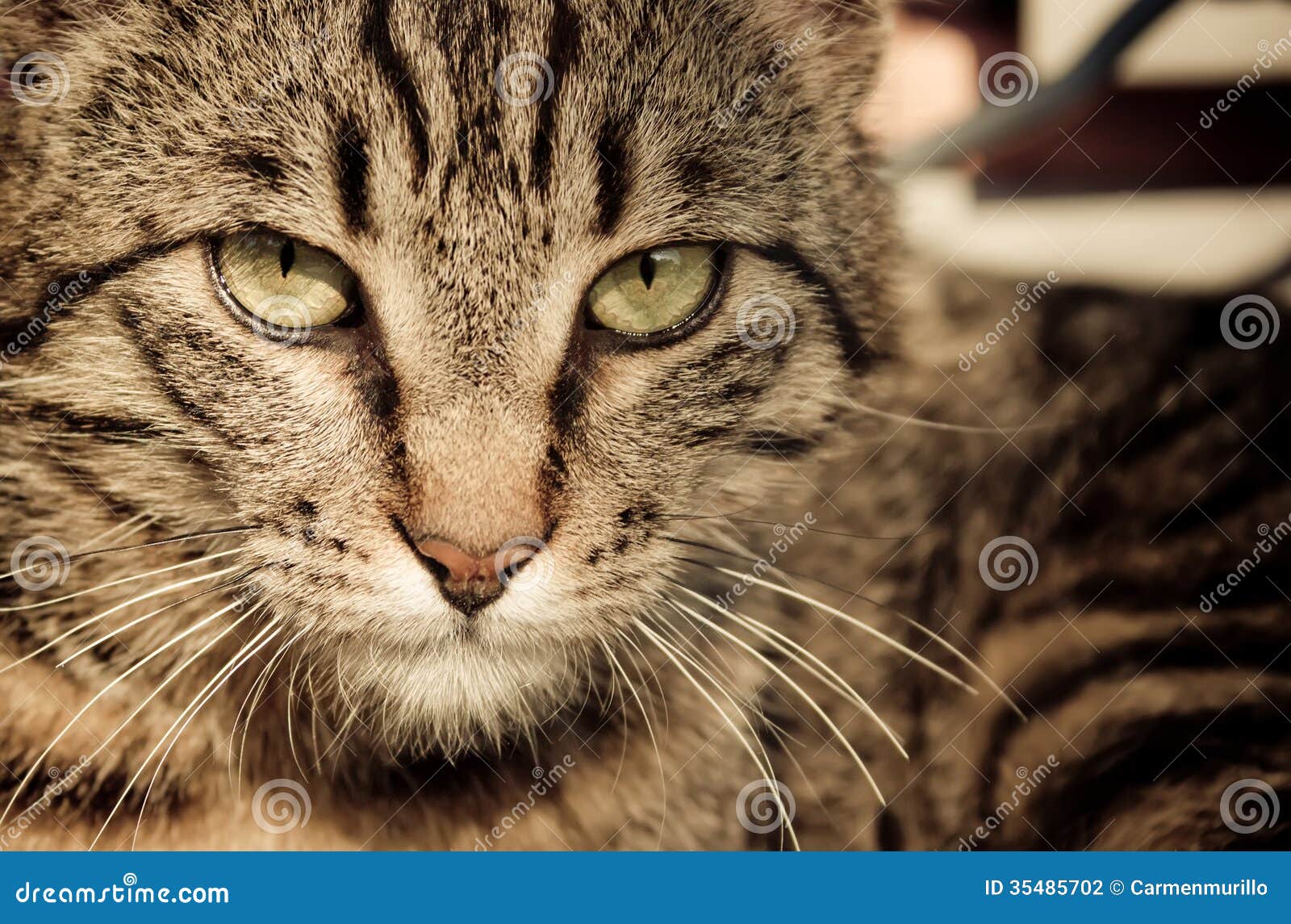 Close up of cat stock photo. Image of pose, striped, eyes - 35485702