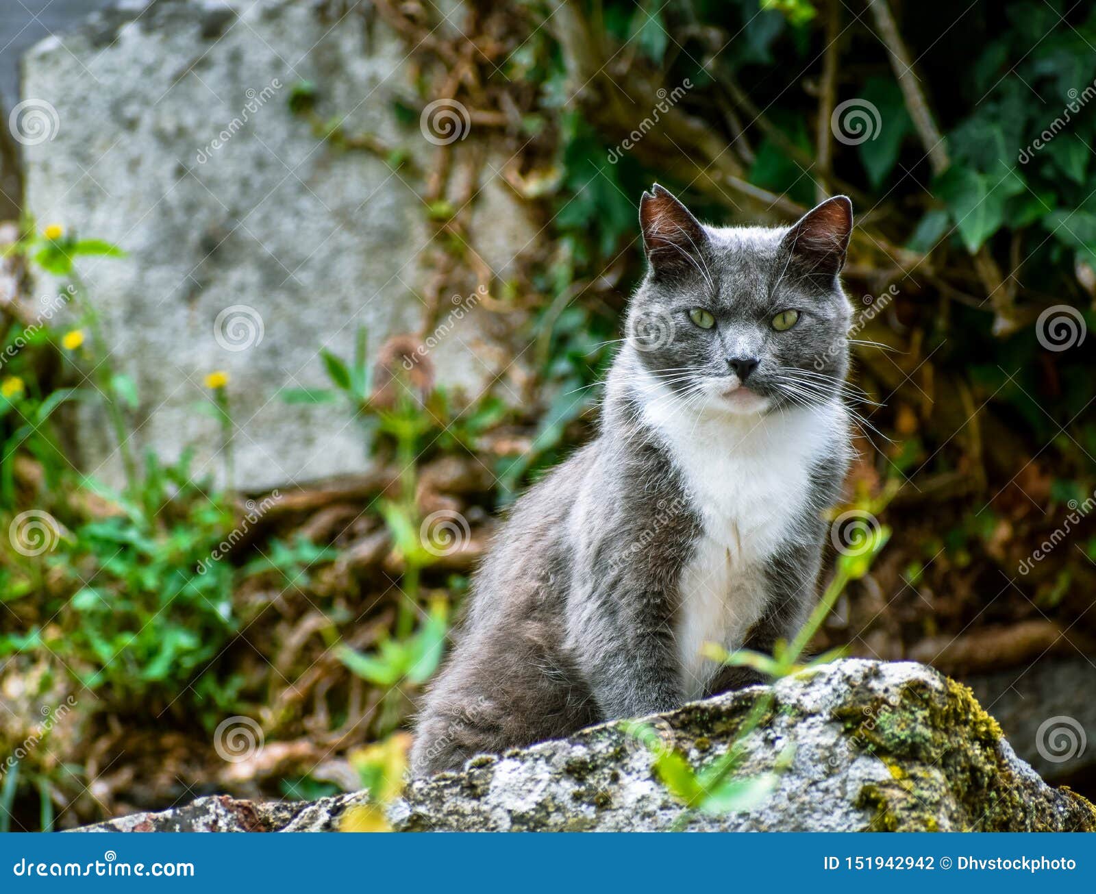 Close-up of Cat Posing on a Stone, Looking Defiant at the Camera Stock ...