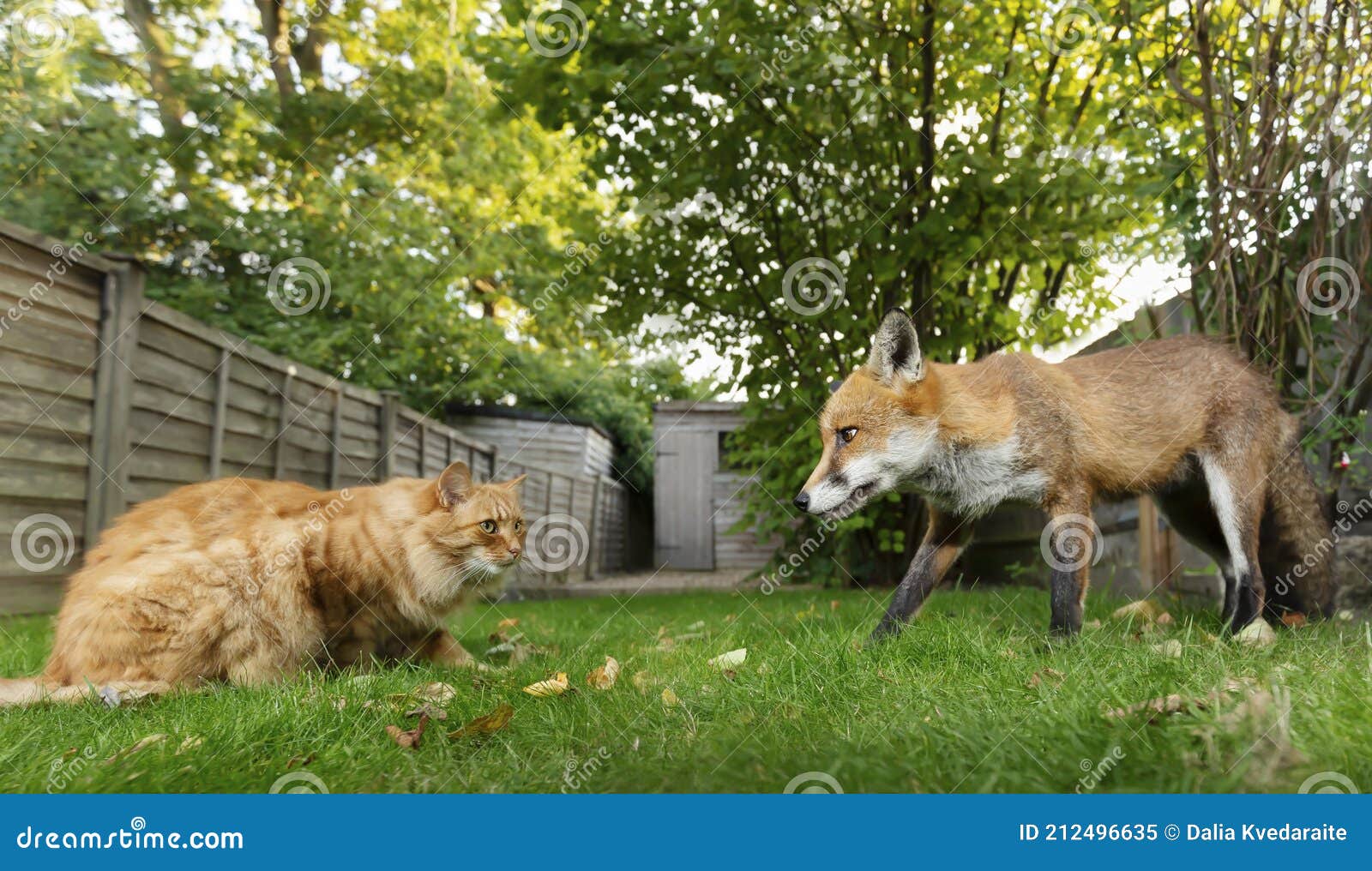 Close Up of a Cat and Red Fox in the Garden Stock Image - Image of ...