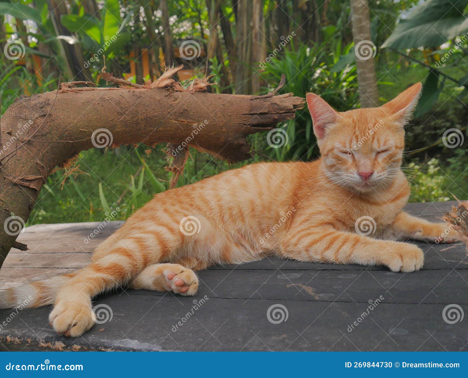 Close Up of Cat Relaxing from Front To Side and Full Body Stock Photo ...