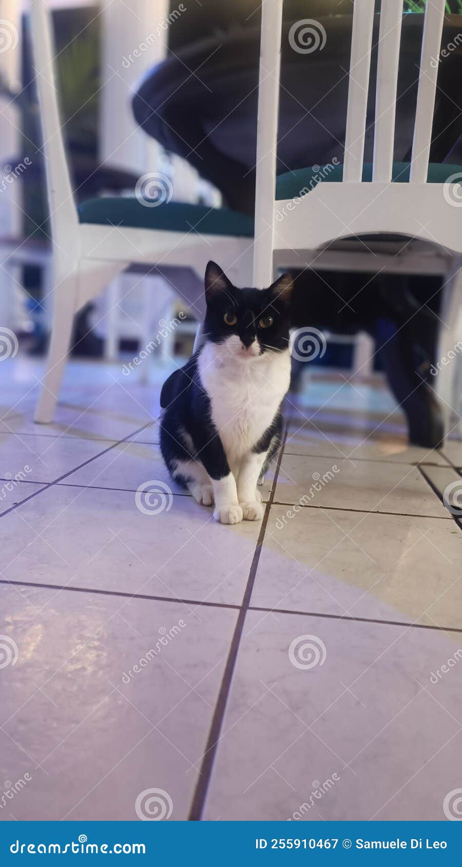 Close up cat in restaurant stock image. Image of beautiful - 255910467