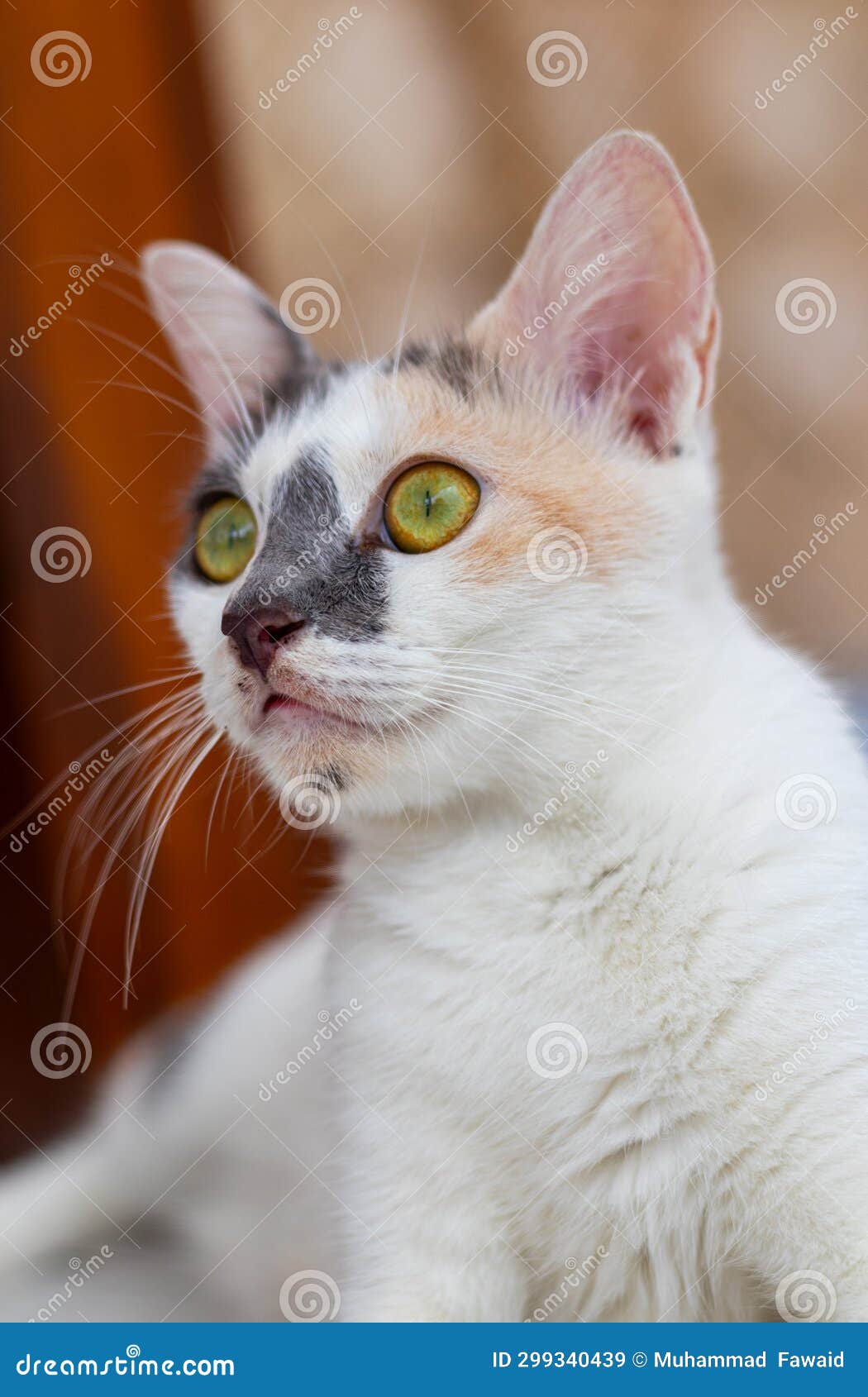 Close Up of Cat S Face Looking at Something Stock Image - Image of ...