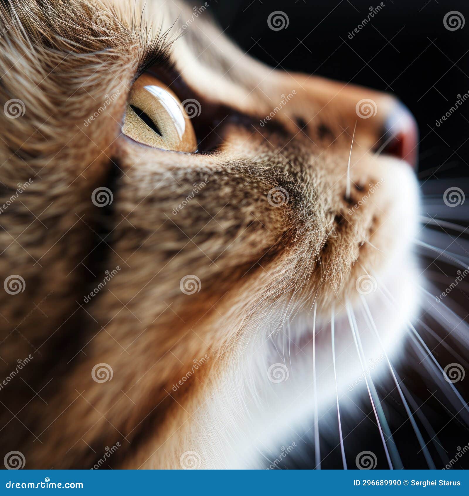 A Close Up of a Cat S Face Looking Upward, AI Stock Photo - Image of ...