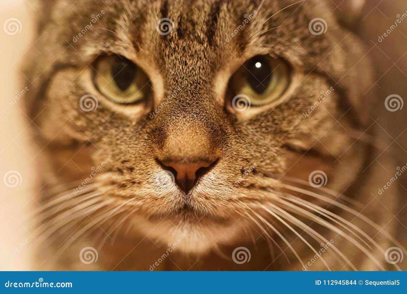A close up of a cat`s face stock photo. Image of cute - 112945844