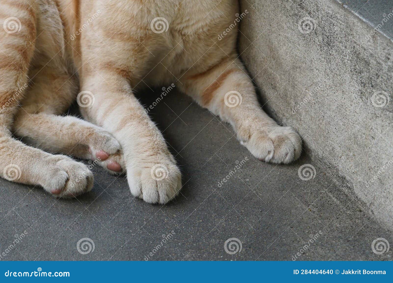 Close Up of Cat S Feet, on a Cement Ladder for Background and Texture ...