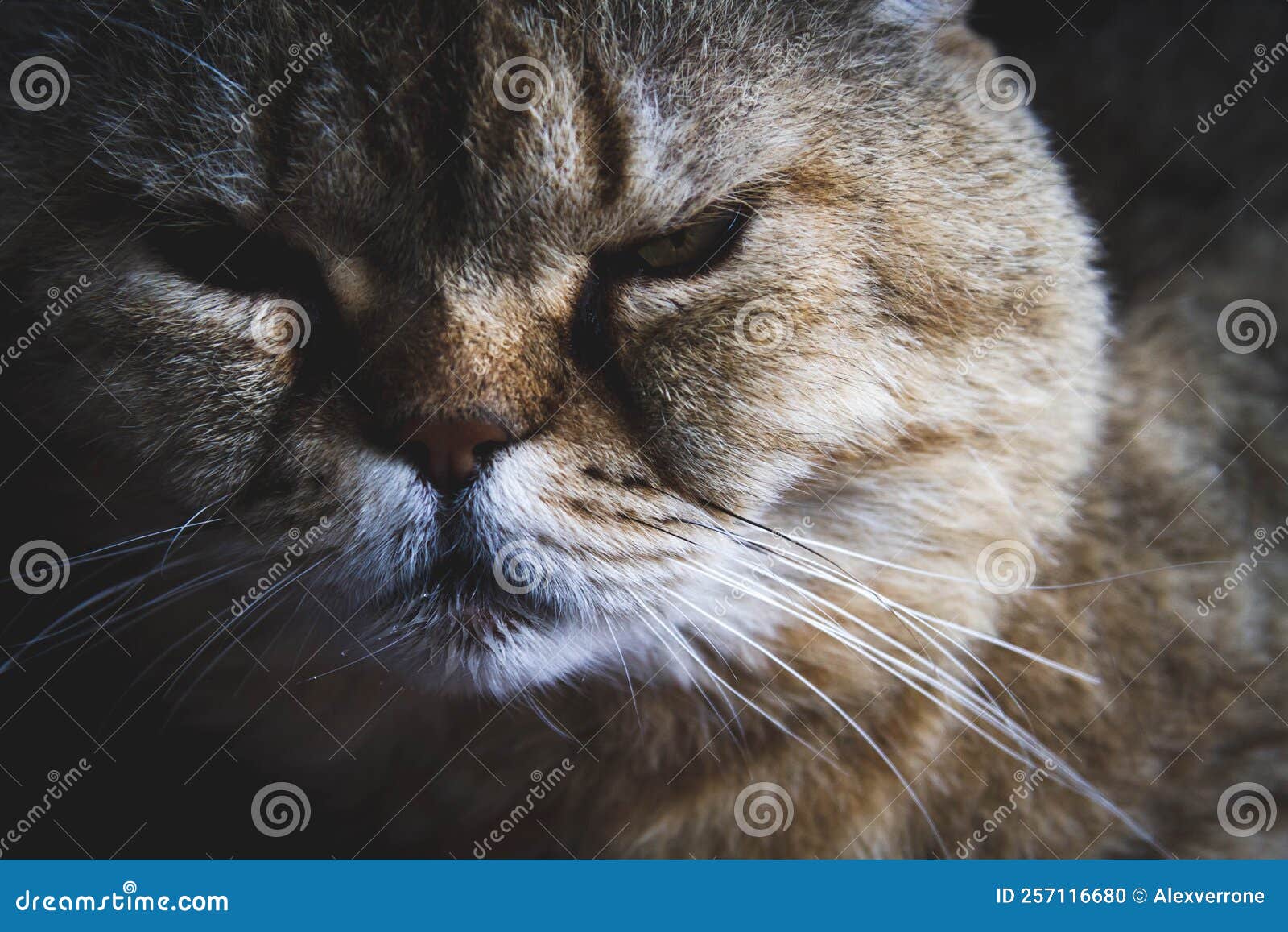 Close-up of Cat S Muzzle. High-quality Photo of Cat. Sleeping Cat Stock ...