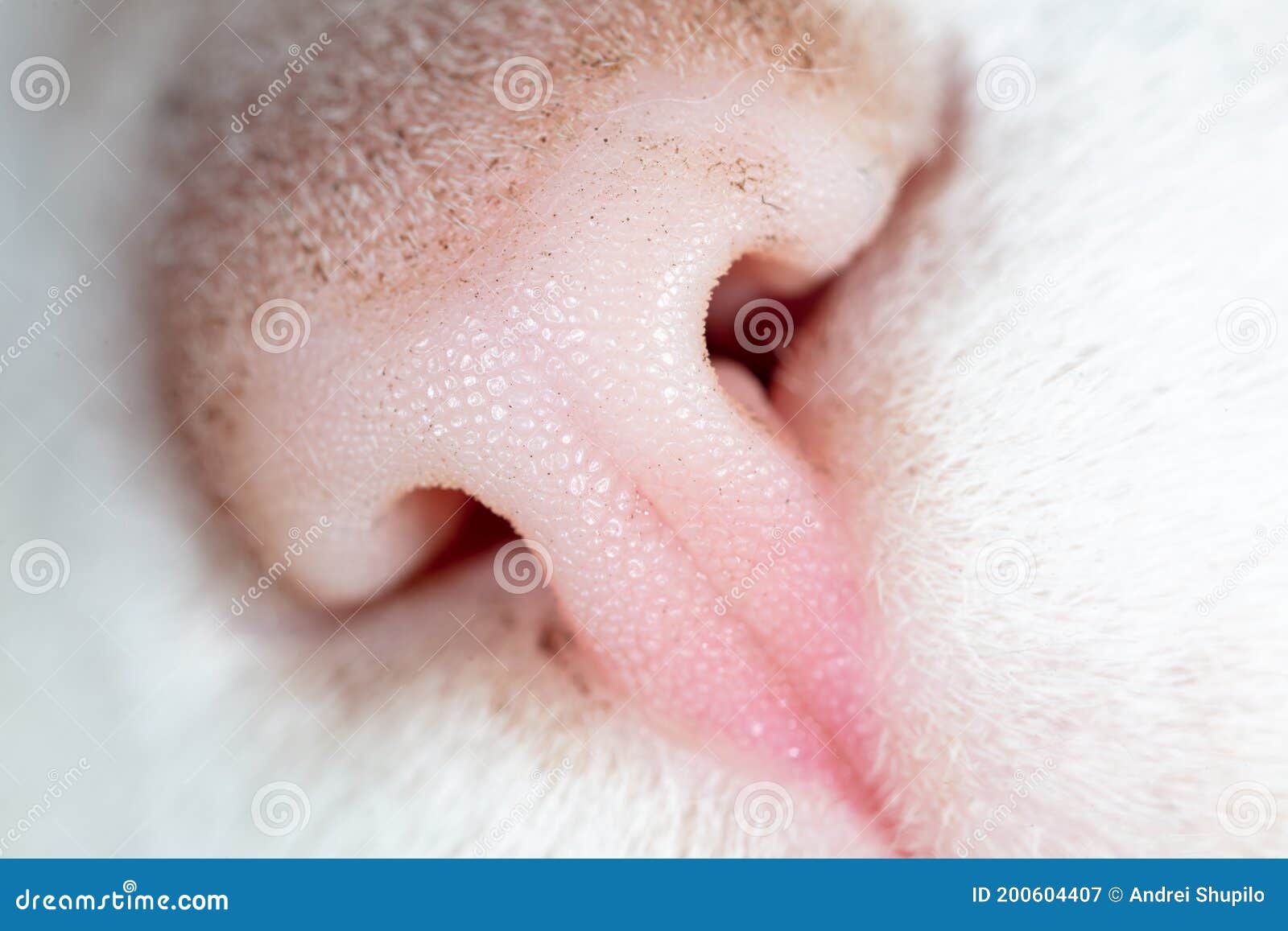 Close-up of a cat s nose stock image. Image of macro - 200604407