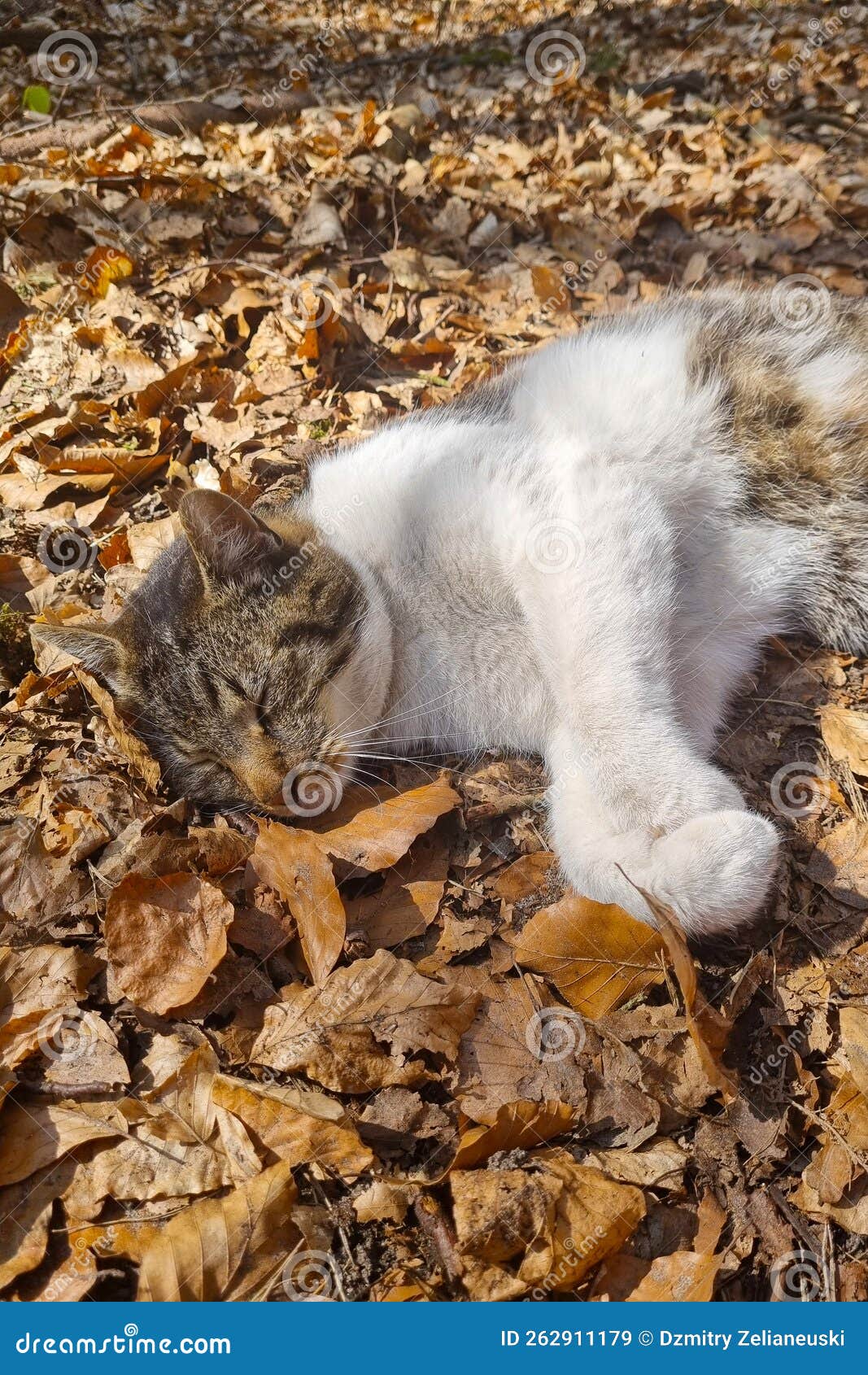 Close-up of a Cat Sleeping on Fallen Leaves. Stock Image - Image of ...