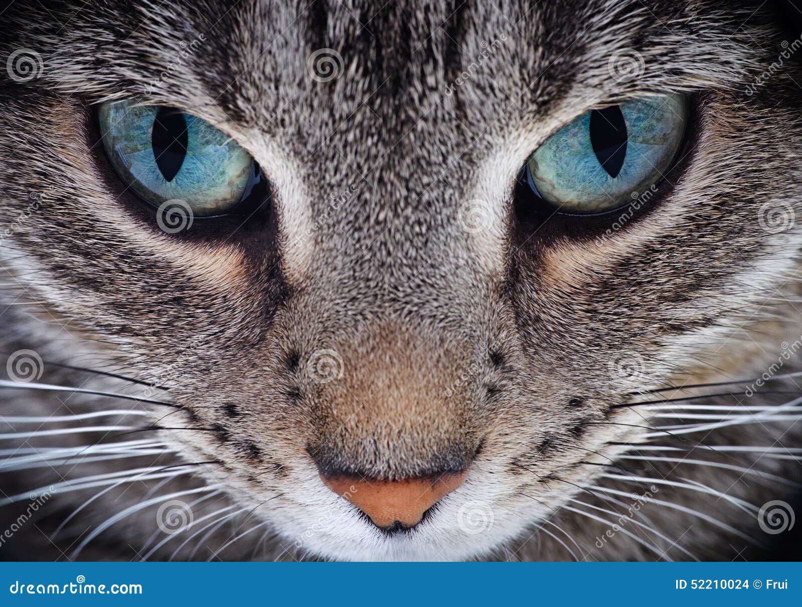 Close Up of cat snout stock photo. Image of furry, moustache - 52210024
