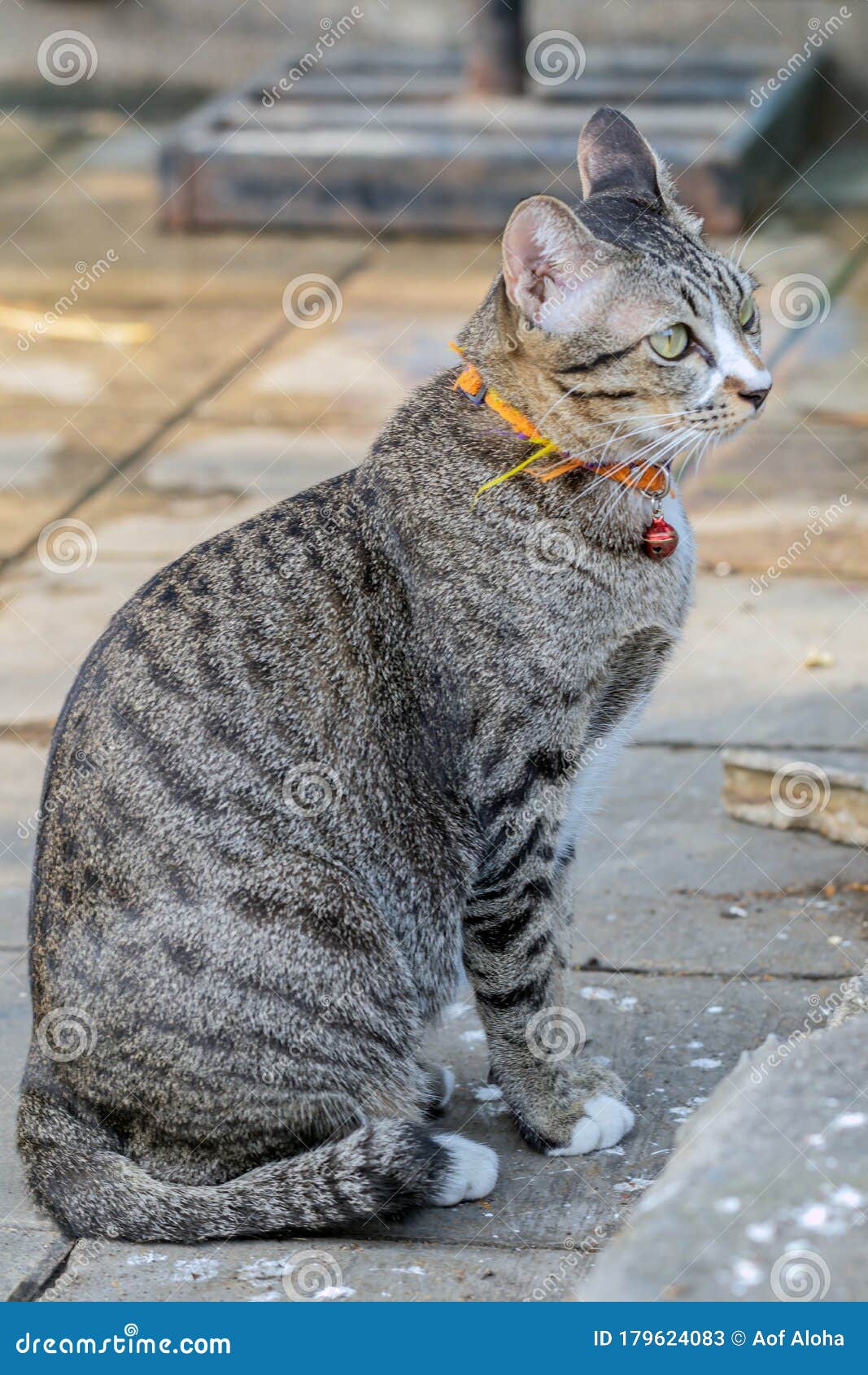Close Up a Cat Standing on Ground. Stock Image - Image of looking ...