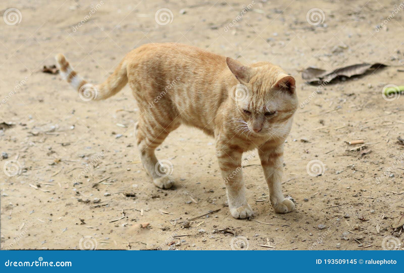 Close-up of a Cat Staring with Attitude, Preparing To Jump Stock Image ...