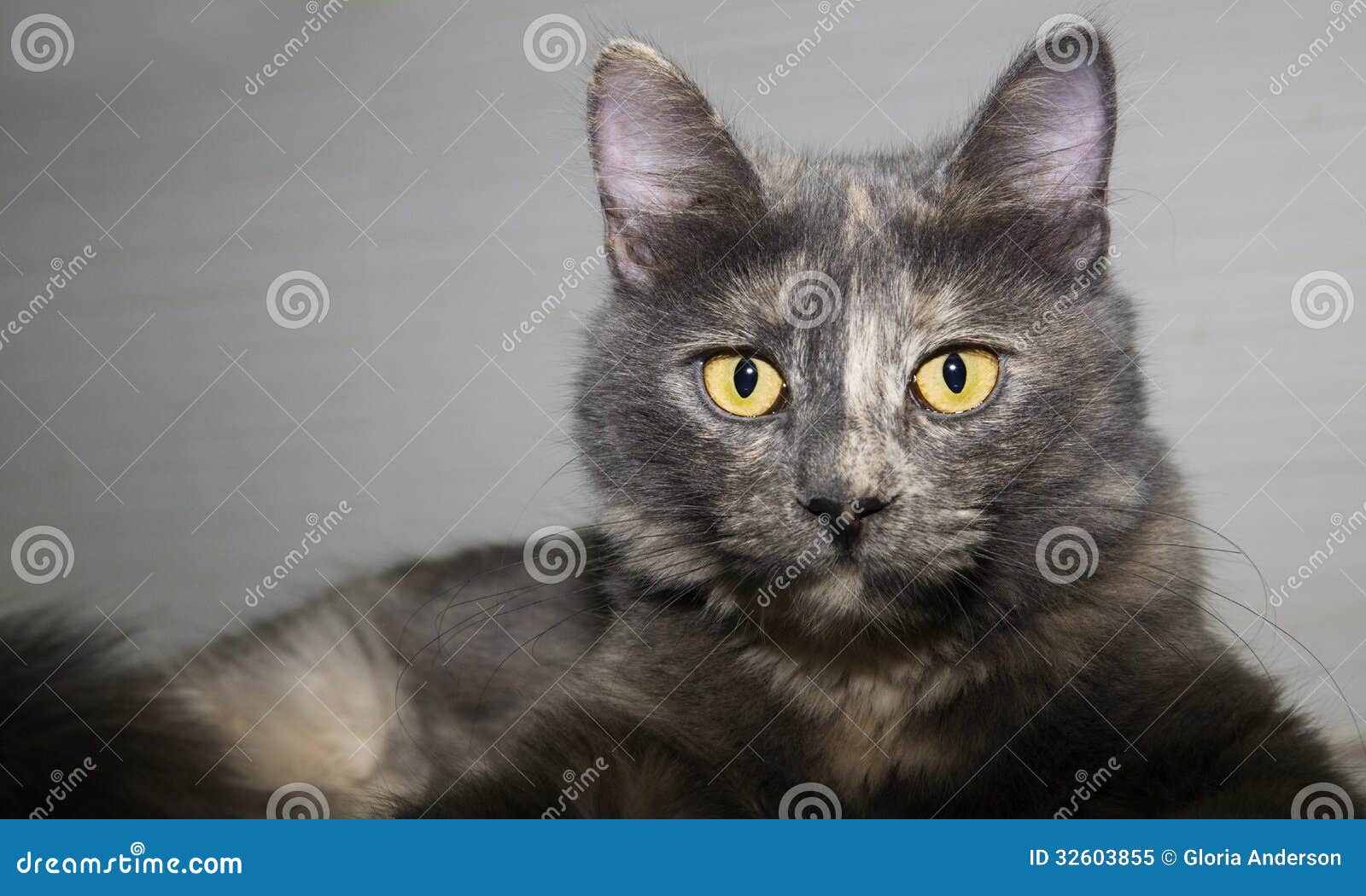 Close Up of Cat Staring at Camera Stock Image - Image of close, eyes ...