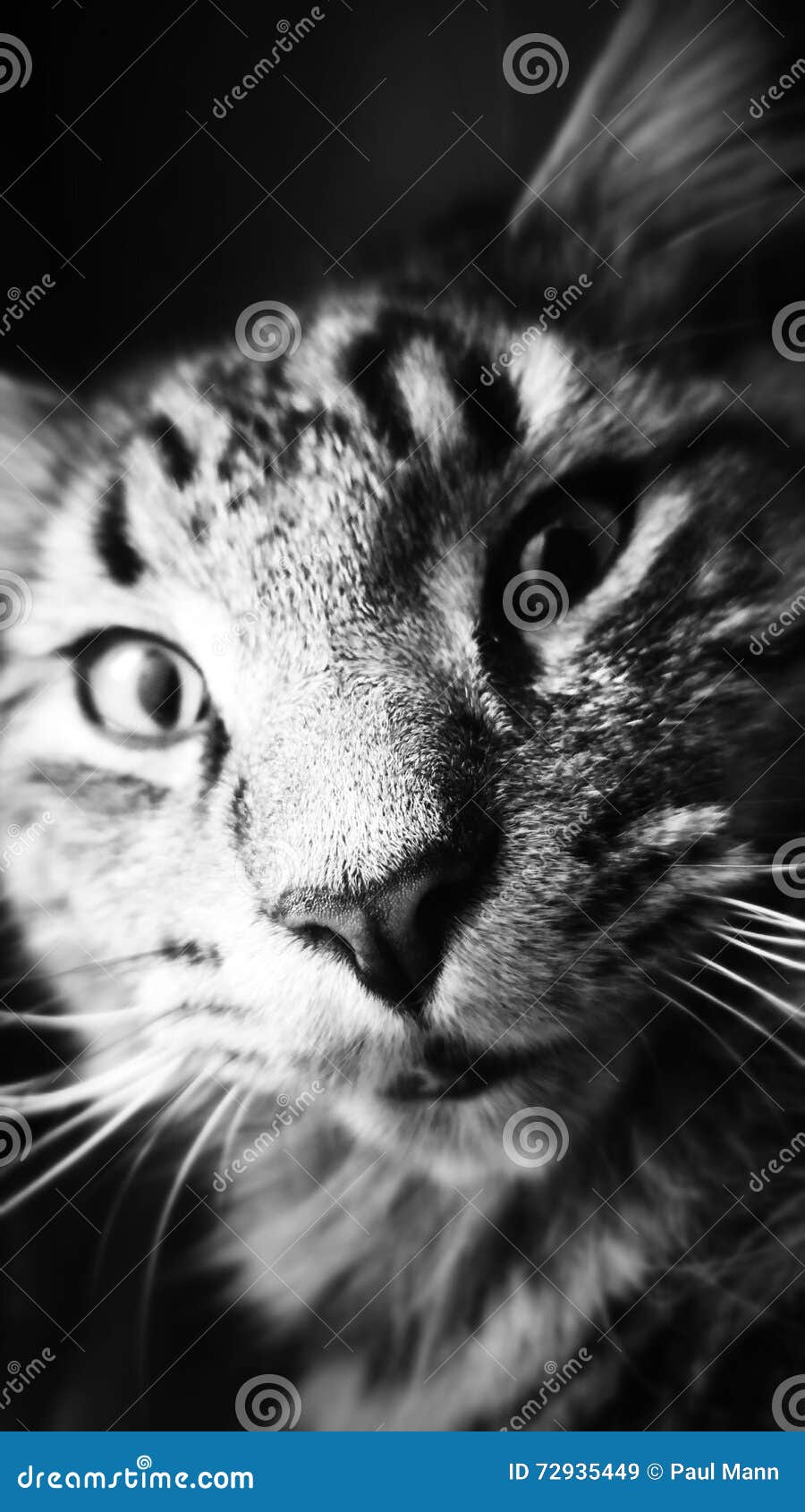 Close up Cat stock image. Image of close, feline, coat - 72935449