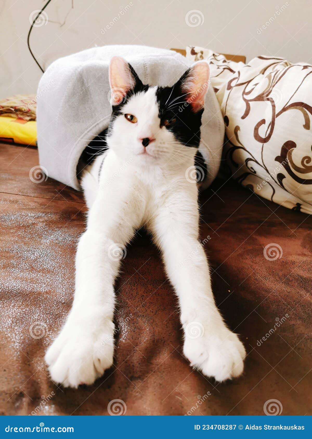 Close Up of a Cat with Turtle Shell Stock Image - Image of turtle, shel ...