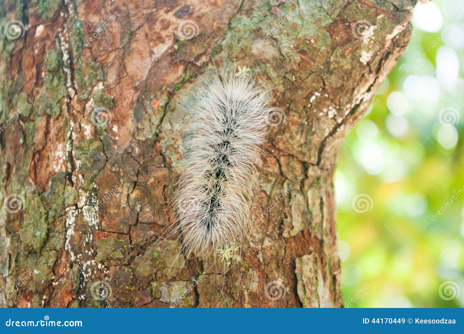 Close Up of Caterpilla on Tree. Stock Image - Image of green, macro ...