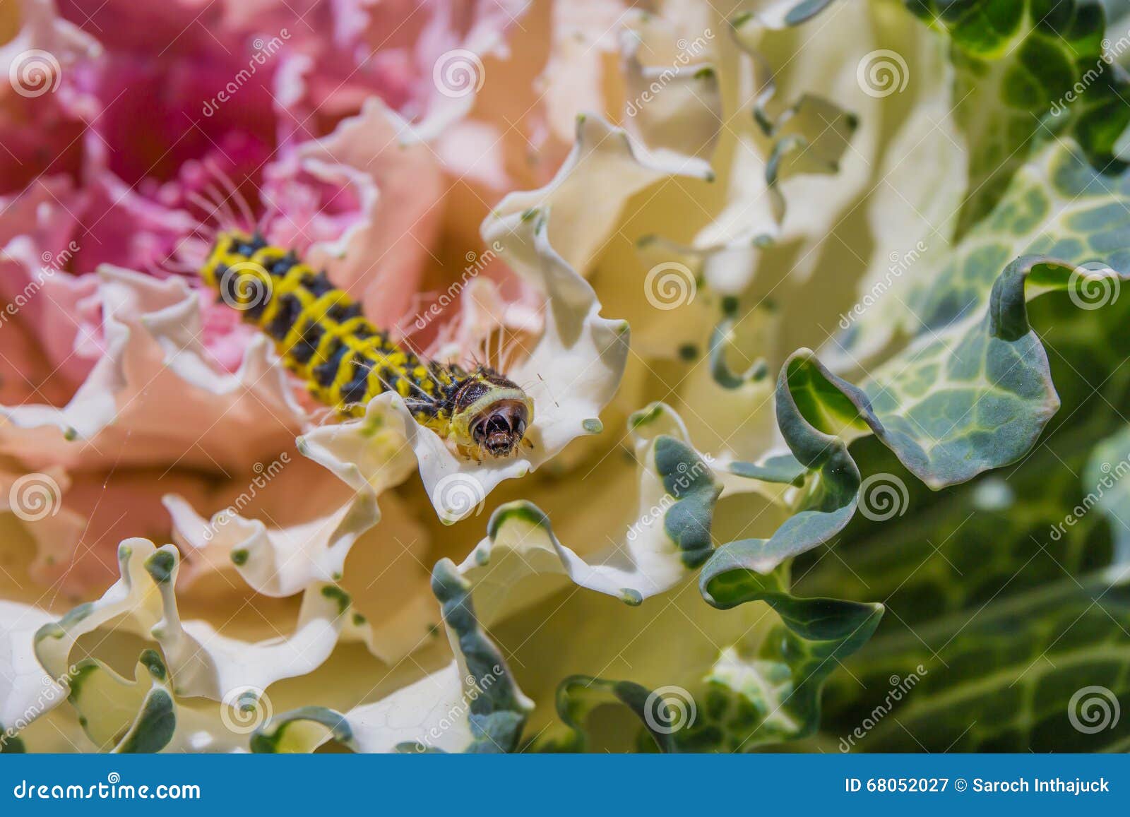 Close Up Caterpillar Crawling on Fresh Vegetable Stock Image - Image of ...