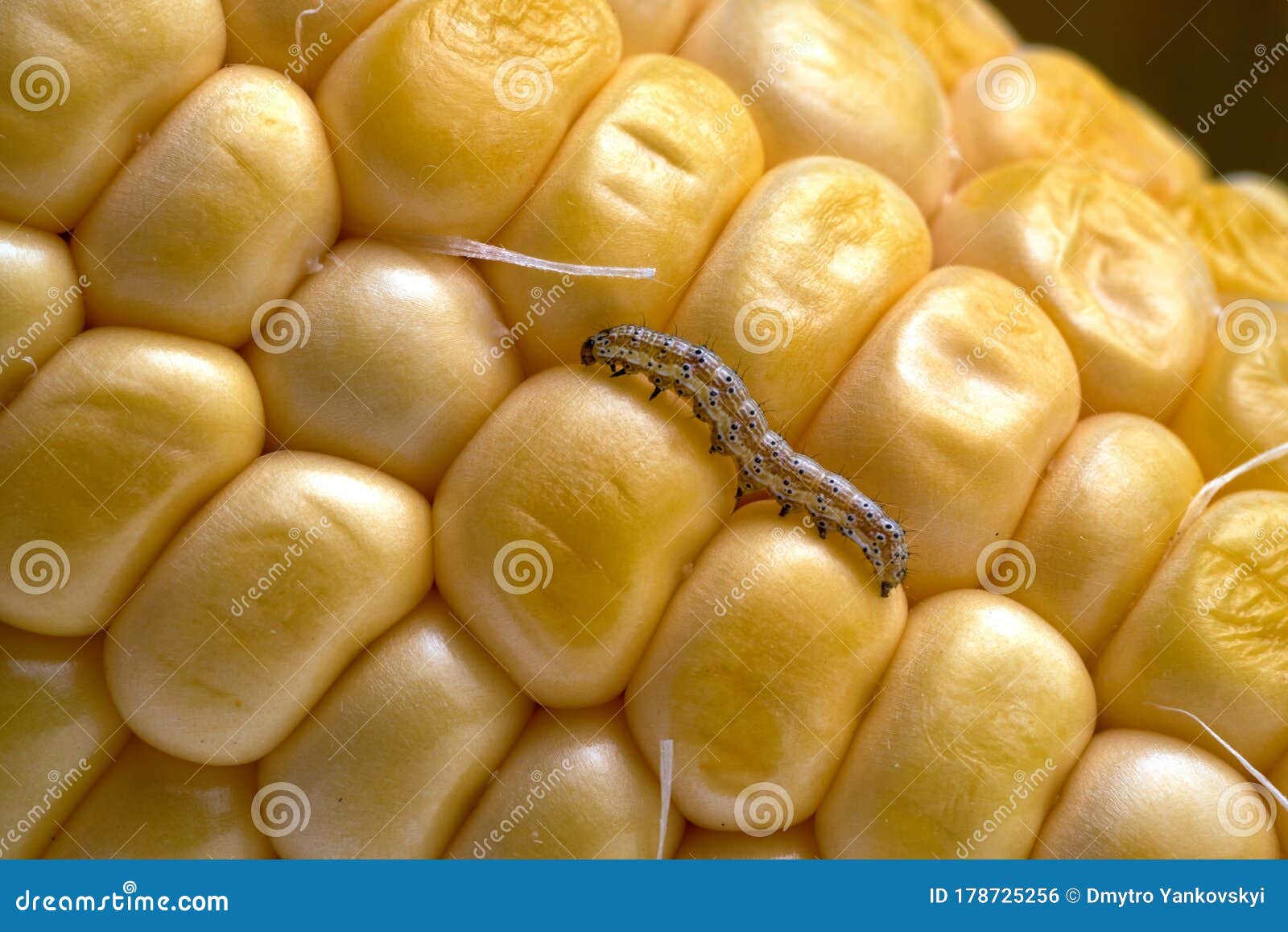 Close-up of a Caterpillar on a Fresh Cob of Corn Stock Photo - Image of ...