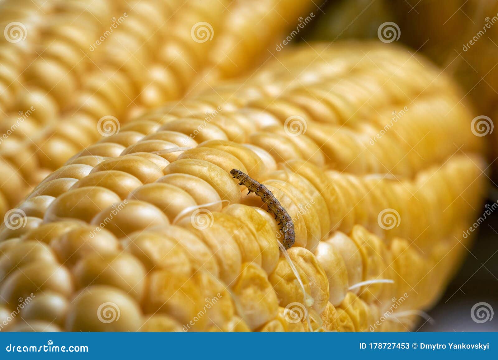 Close-up of a Caterpillar on a Fresh Cob of Corn Stock Image - Image of ...
