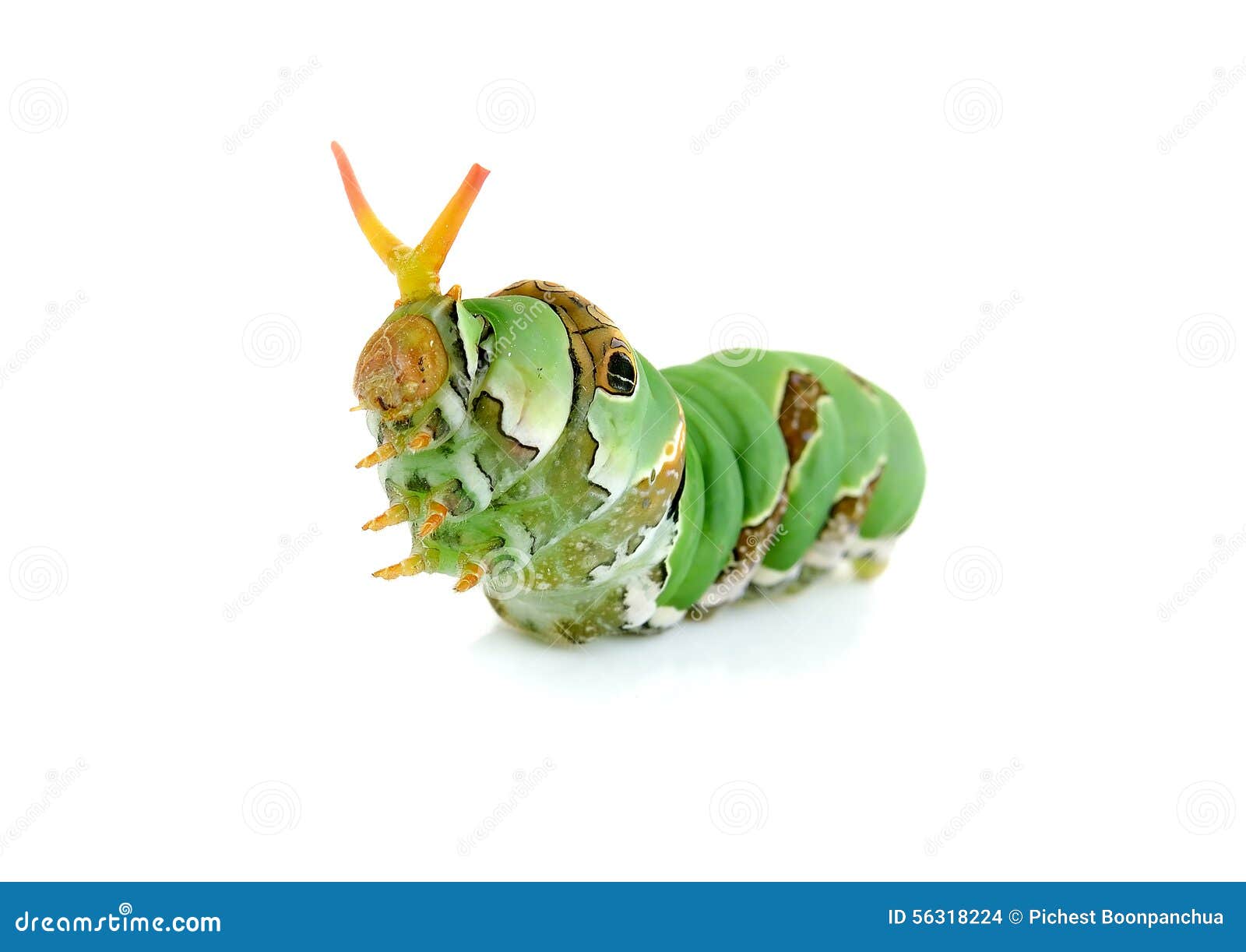 Close Up Caterpillar Isolated On The White Background Stock Photography ...