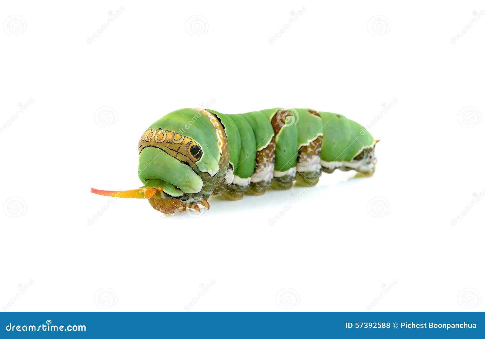 Close Up Caterpillar Isolated On The White Background Stock Photography ...