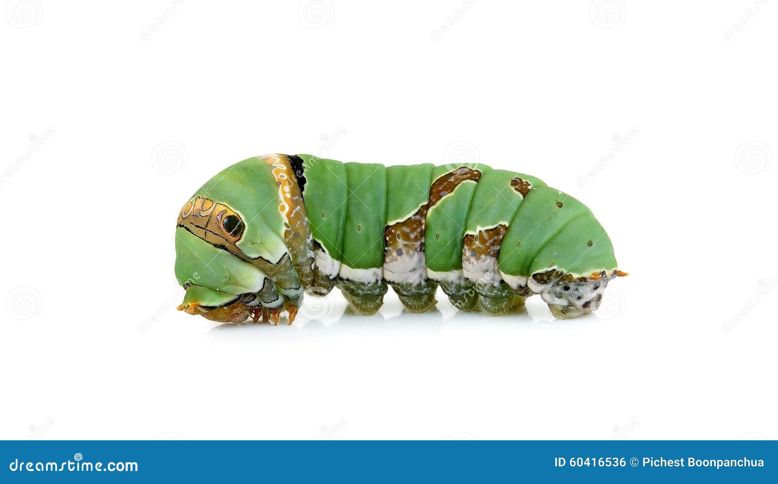 Close Up Caterpillar Isolated On The White Background Stock Photography ...