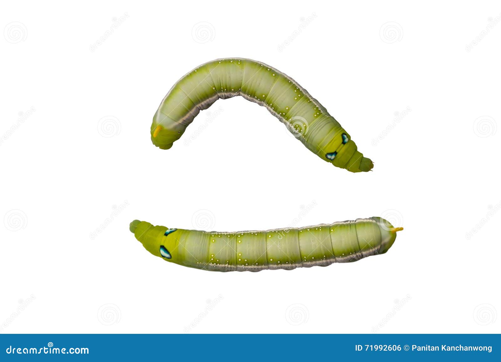 Close Up Caterpillars on White Background Stock Photo - Image of macro ...
