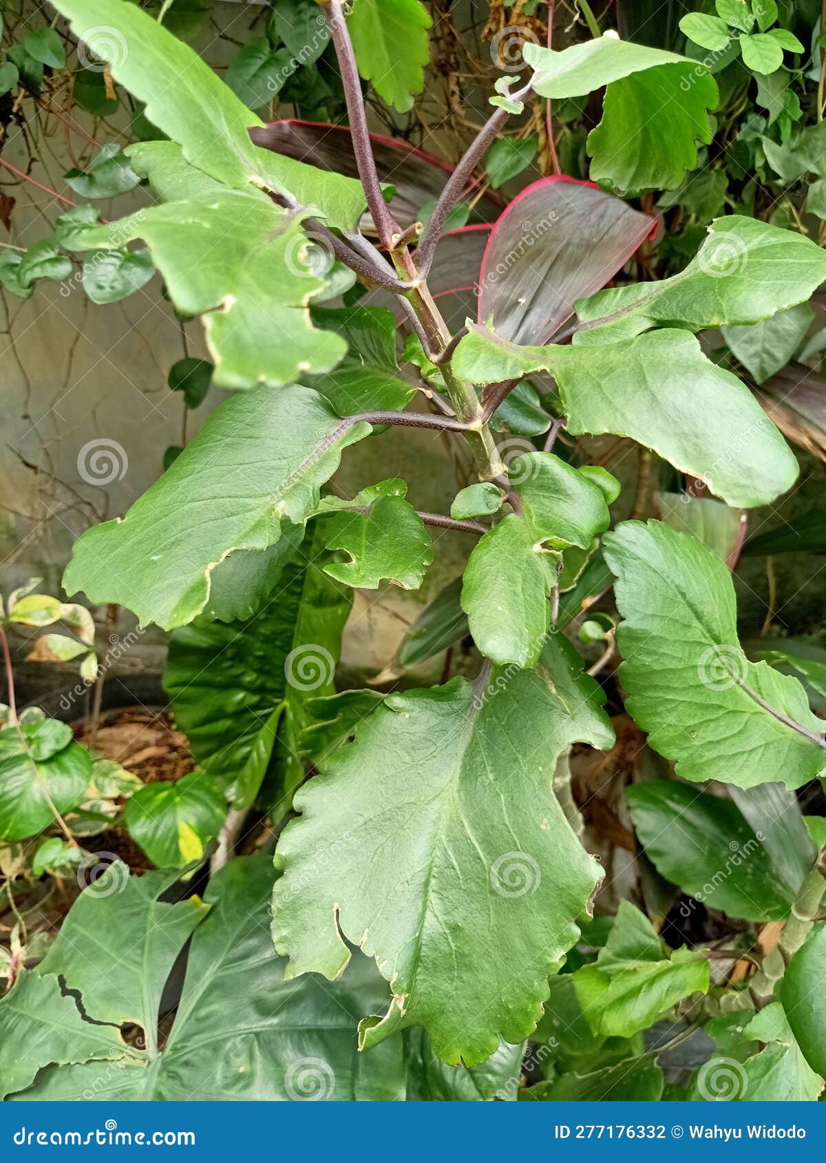 Close Up of Cathedral Bells Plant Stock Photo - Image of fresh, flora ...