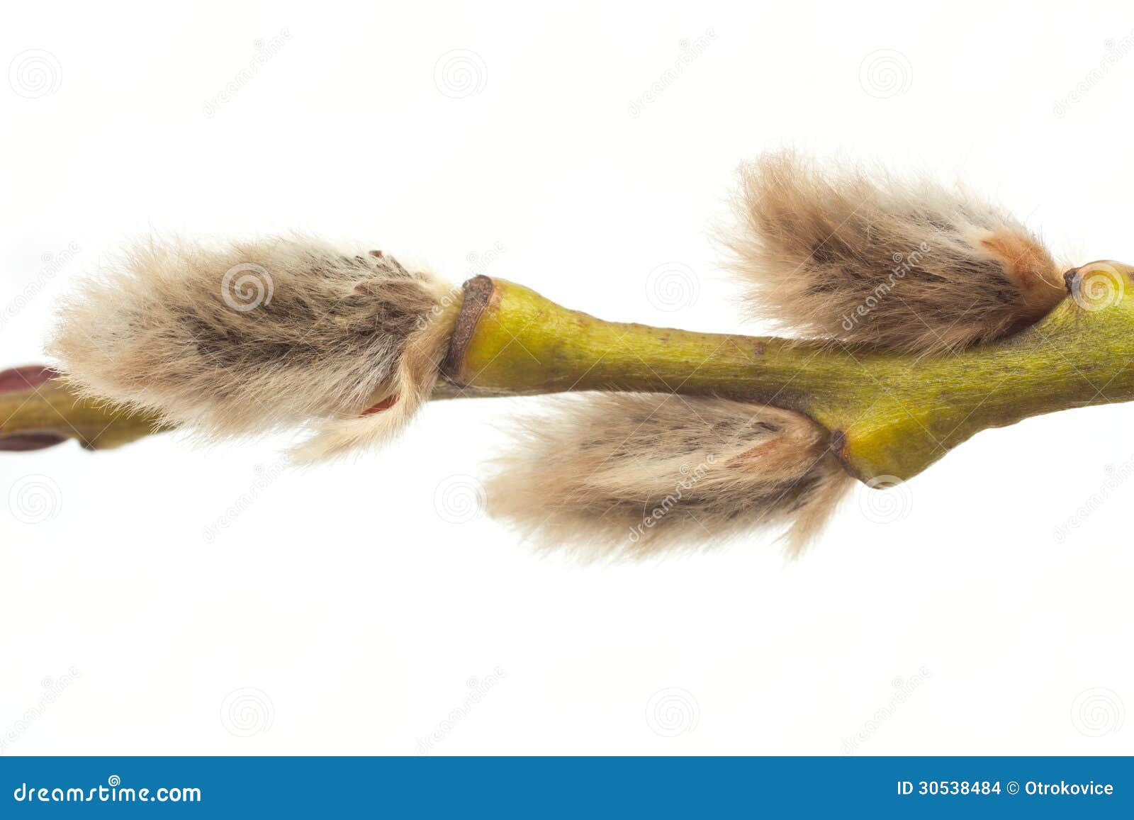 Close up catkins stock photo. Image of seasonal, burst - 30538484