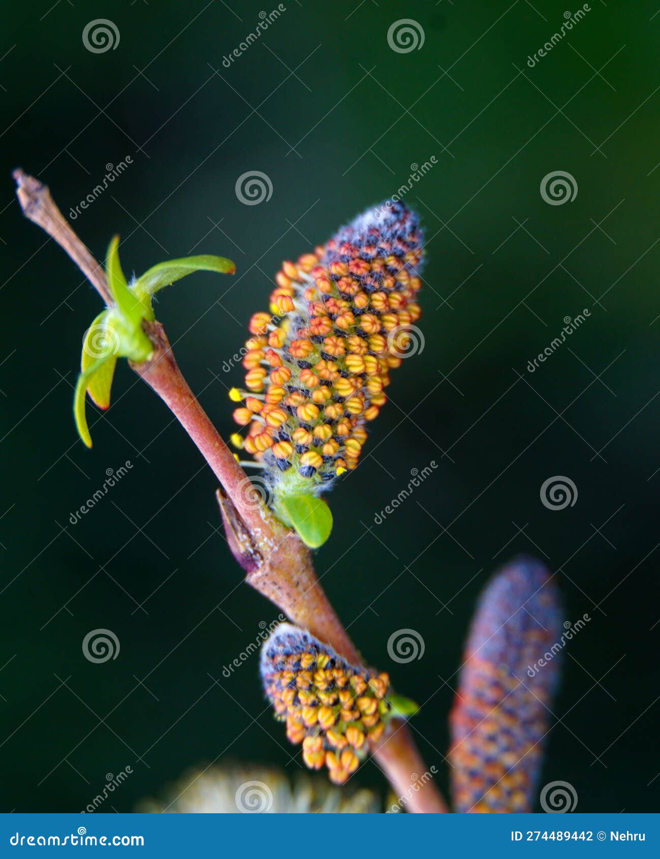 Close Up of a Catkins on a Tree Branch in Spring. Stock Photo - Image ...