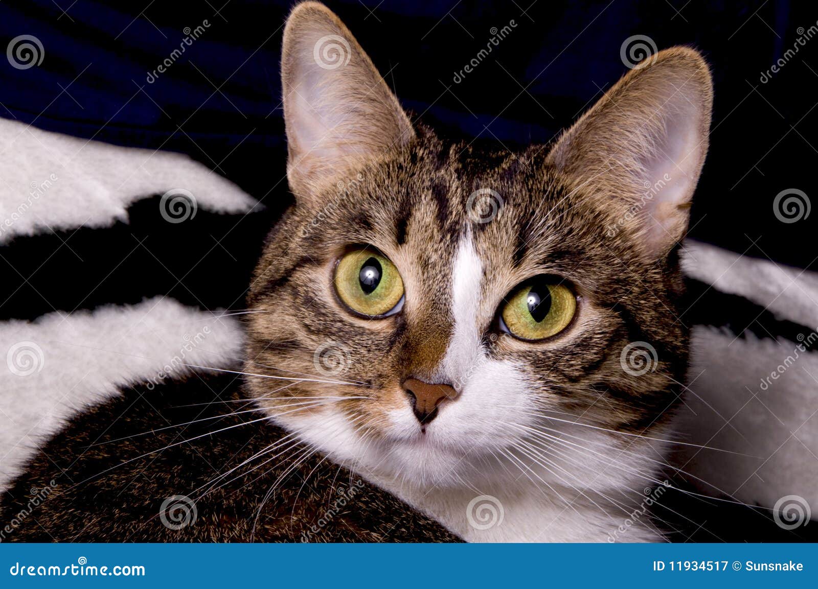 Close up of cats face stock image. Image of cats, black - 11934517