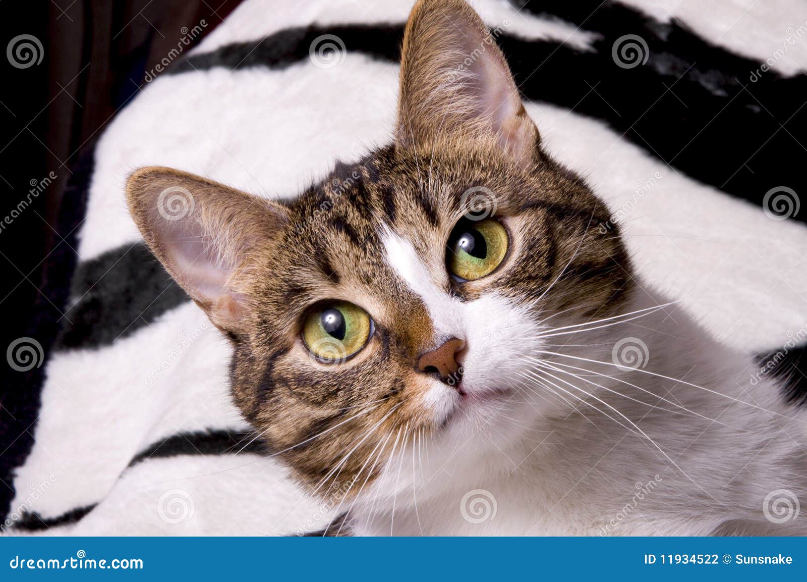 Close up of cats face stock photo. Image of elegance - 11934522