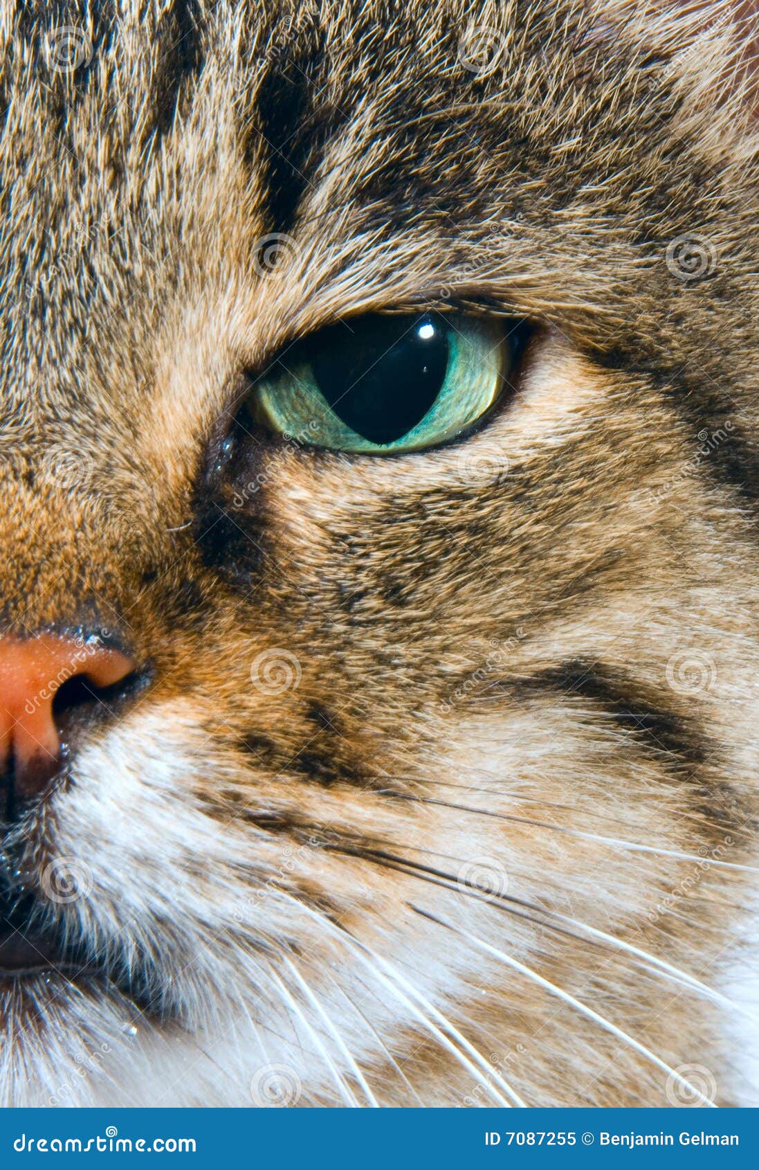 Close up of cats face stock image. Image of green, close - 7087255