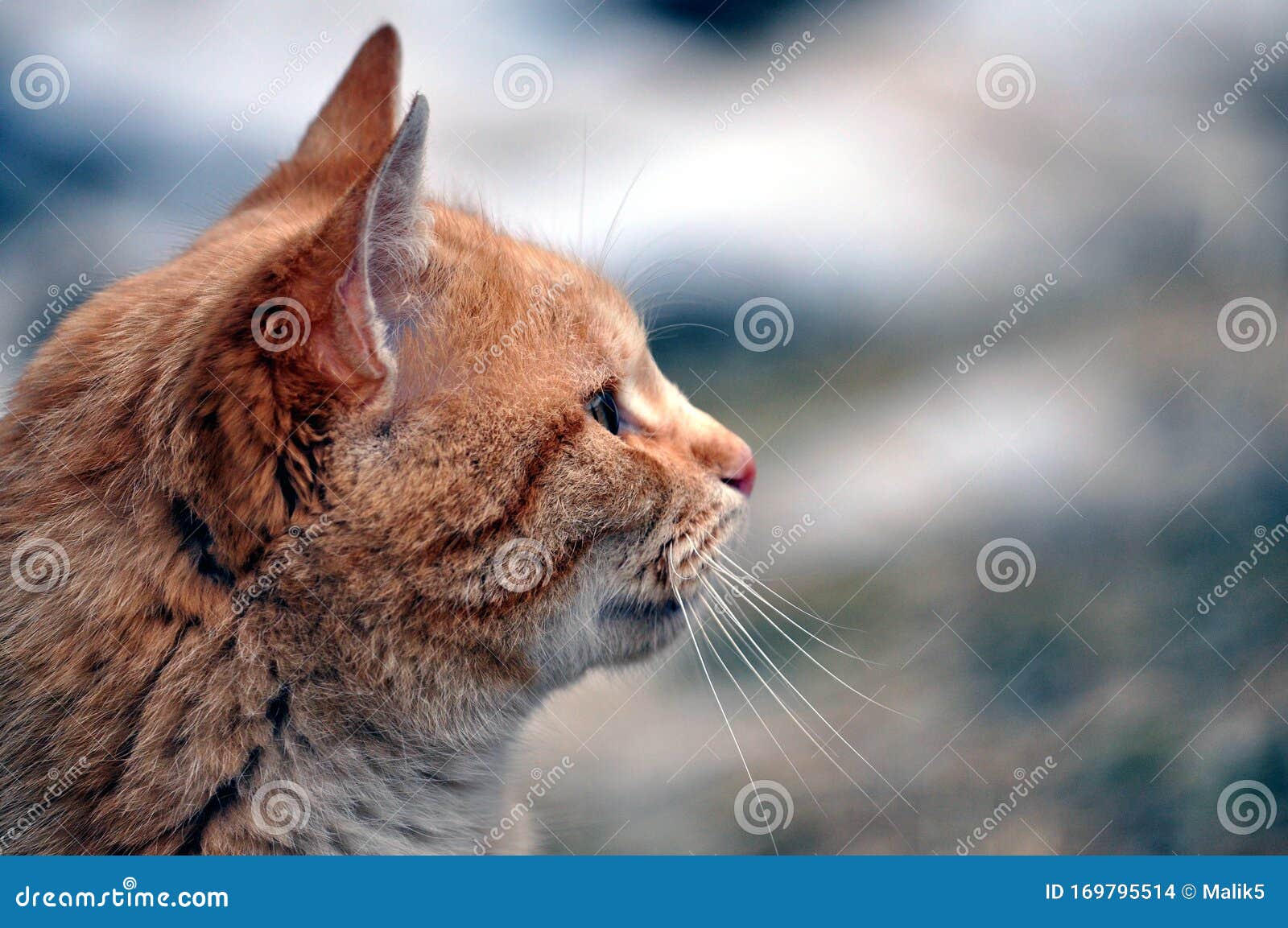 Close-Up of a cats head stock photo. Image of background - 169795514