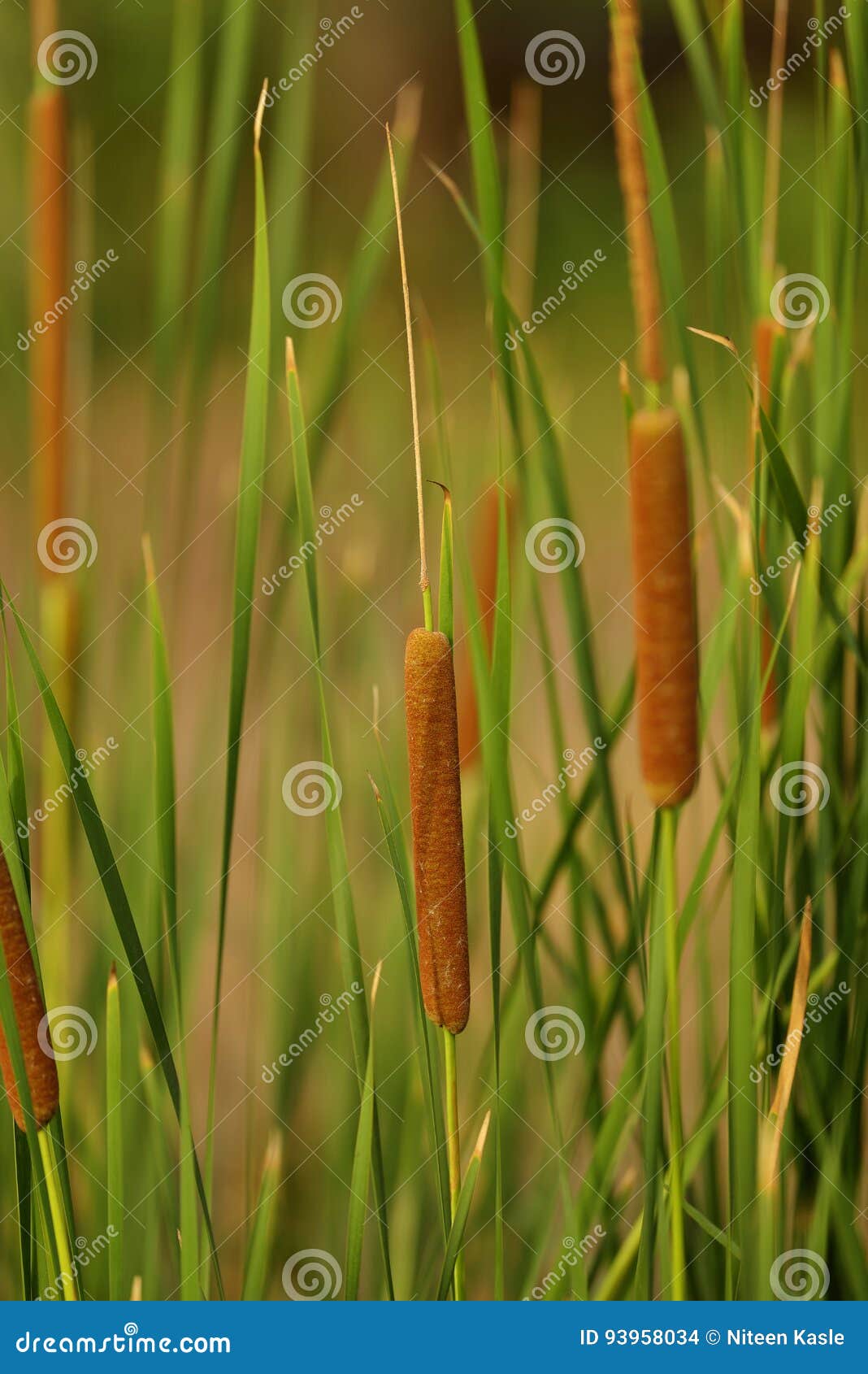Close up of Cattail Grass stock photo. Image of pond - 93958034