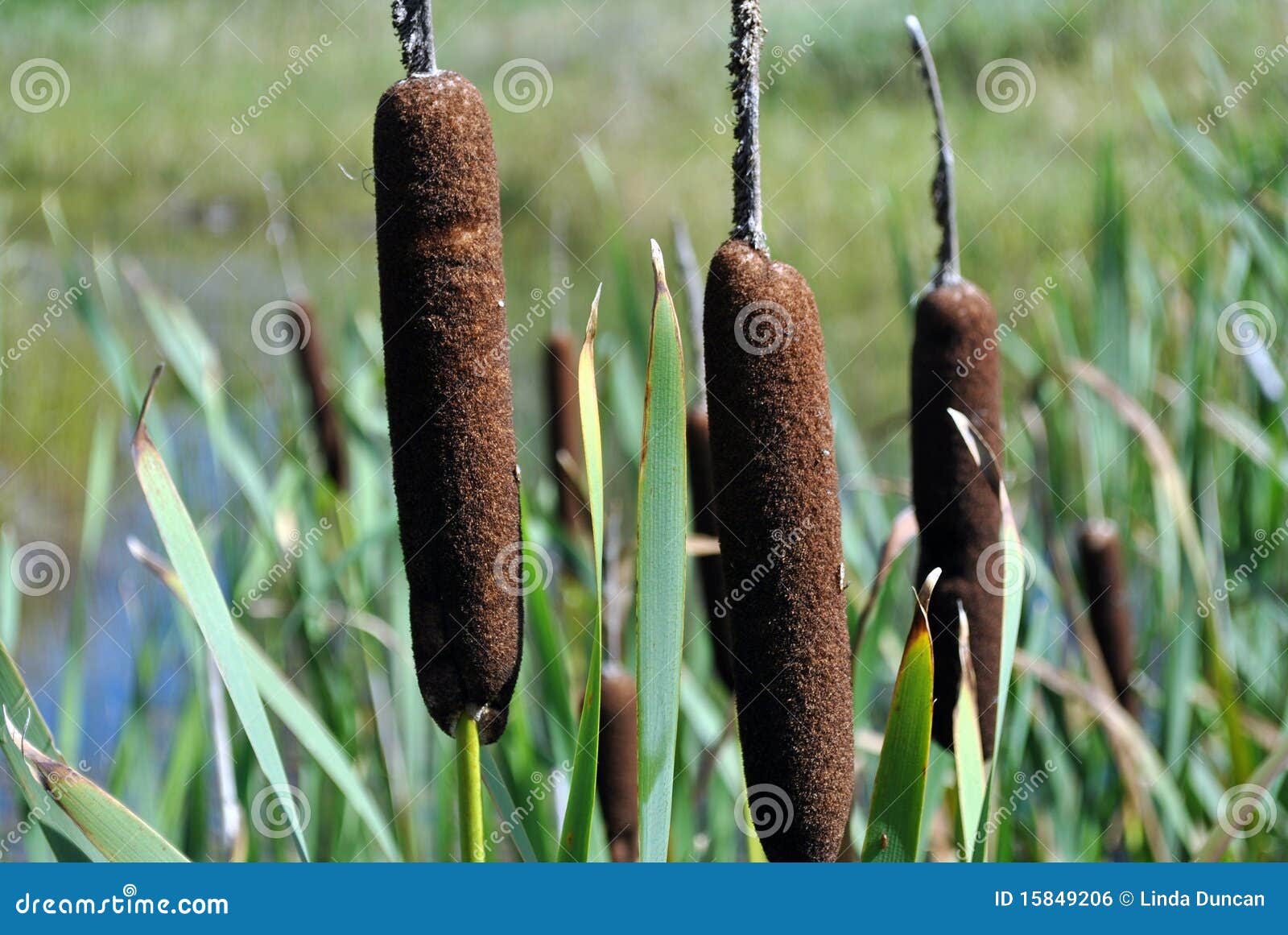 Close up cattails stock photo. Image of nature, latifolia - 15849206