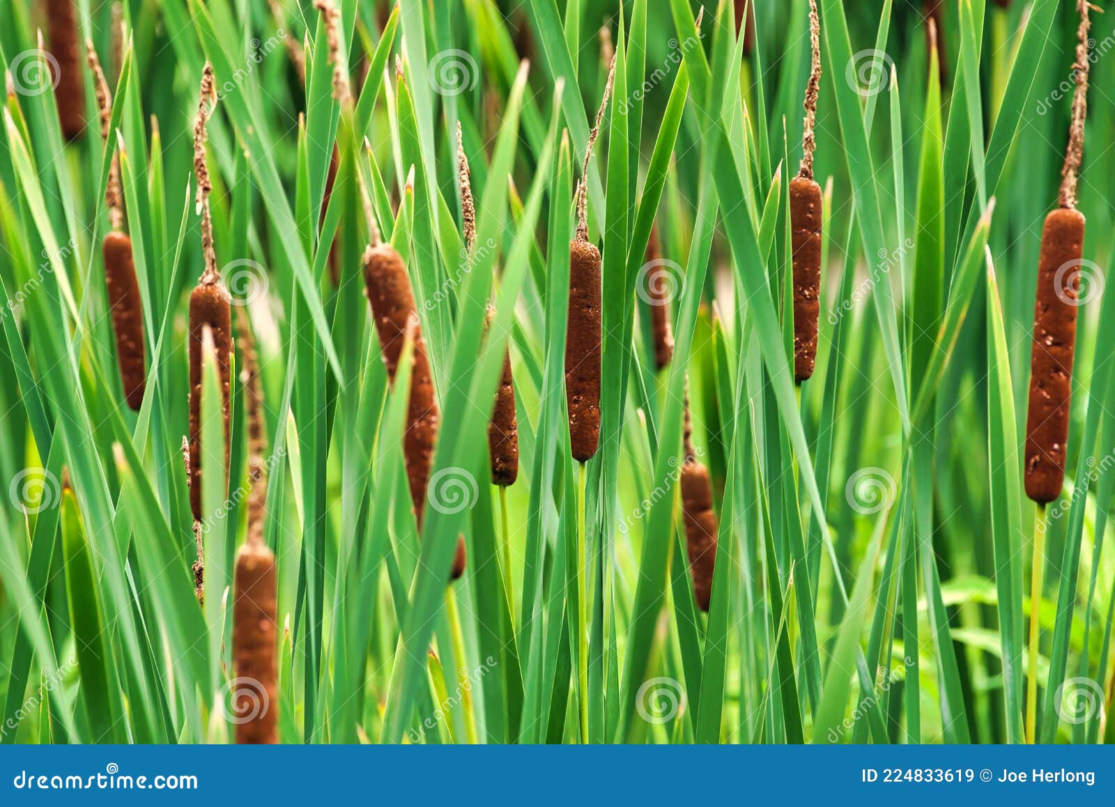 A close up of cattails. stock image. Image of edge, nature - 224833619