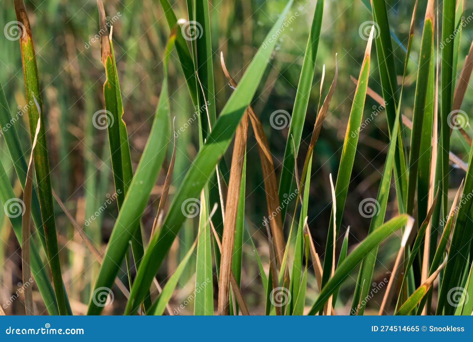 Close up cattails stock image. Image of cattail, closeup - 274514665