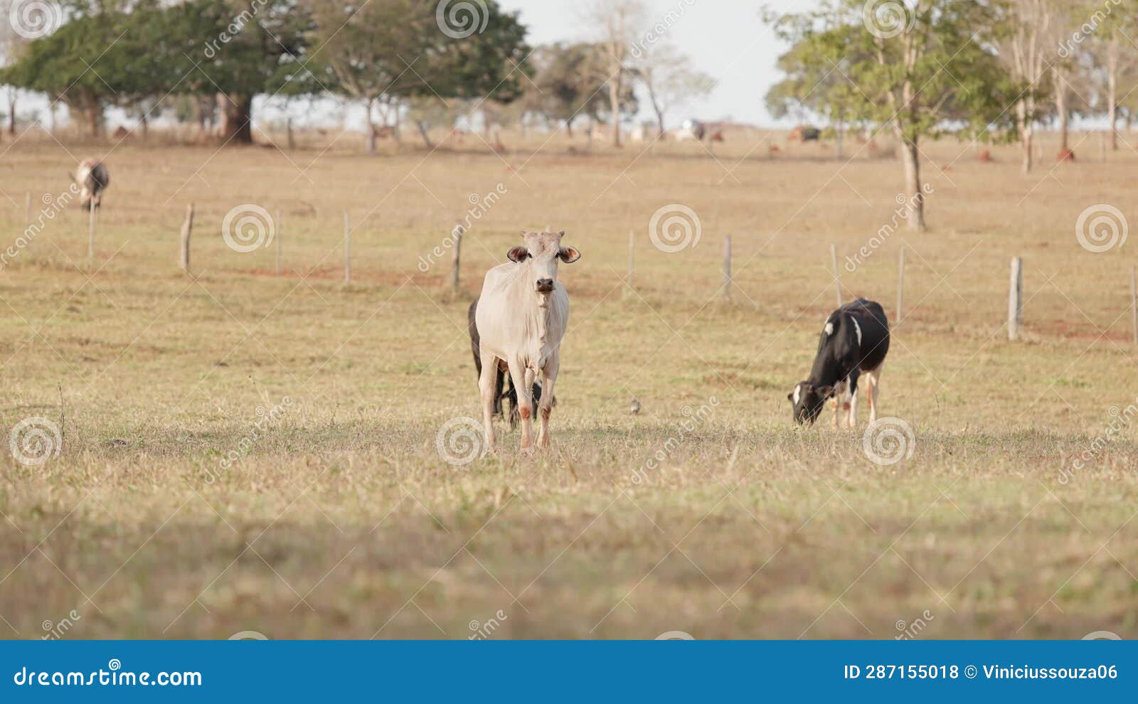 Cattle Farm Animals in Pasture Field Stock Footage - Video of animals ... Cattle Farm Animals in Pasture Field Stock Footage - Video of animals ...