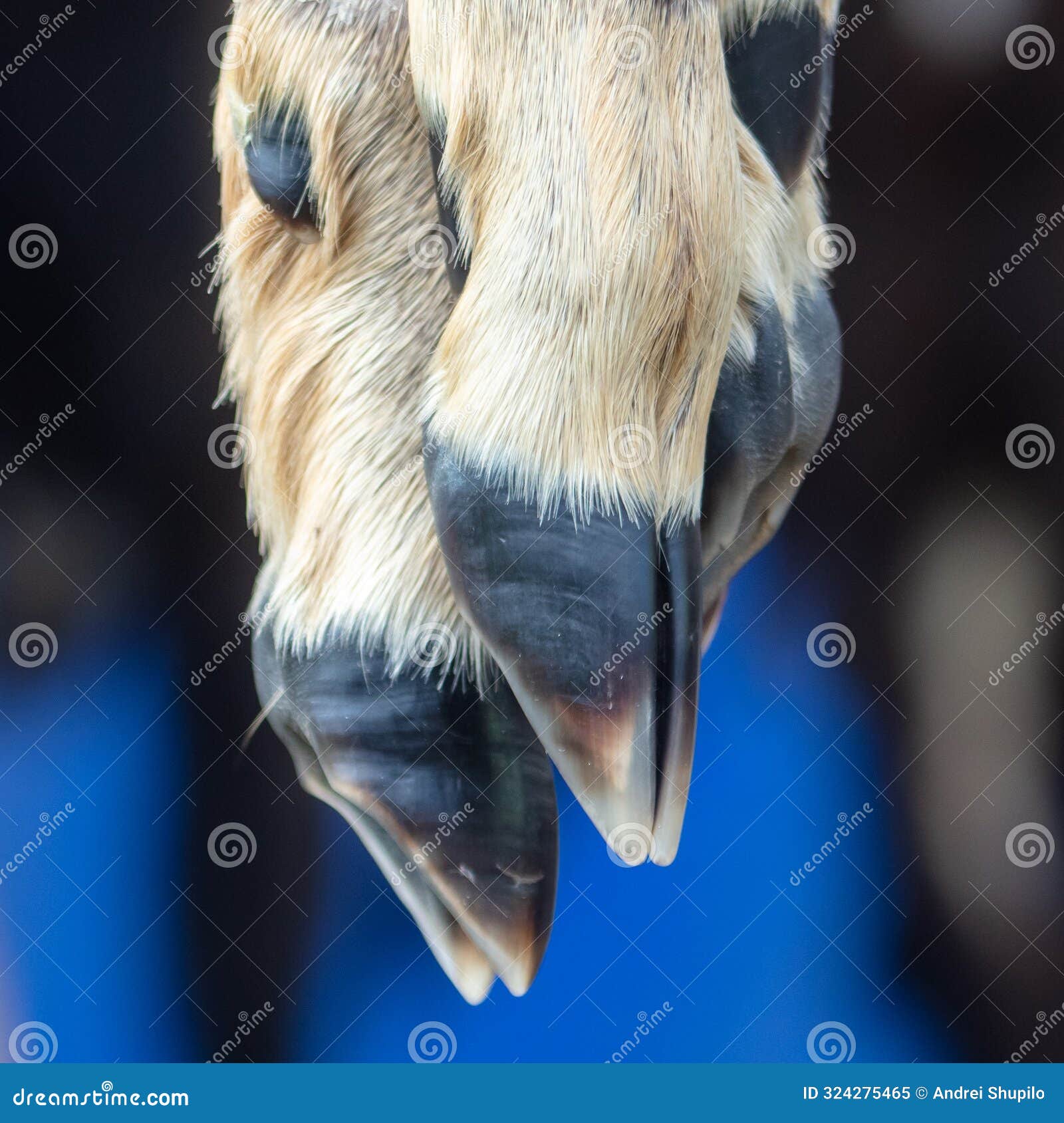 Close-up of Cattle Hooves. Macro Stock Image - Image of cute, buffalo ...
