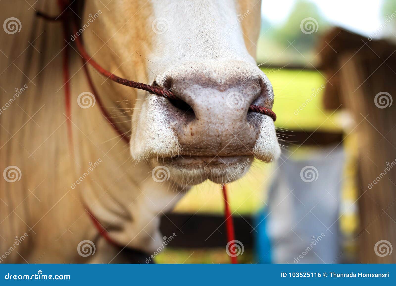 Cattle`s muzzle in stable stock photo. Image of muzzle - 103525116