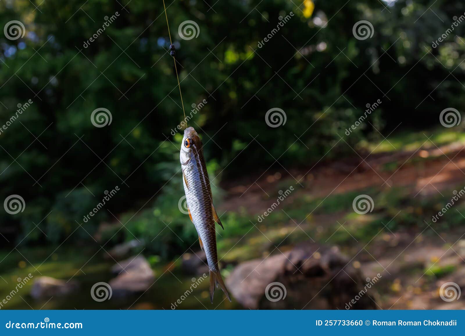 Close-up of a Caught Fish that is on the Hook Stock Photo - Image of ...