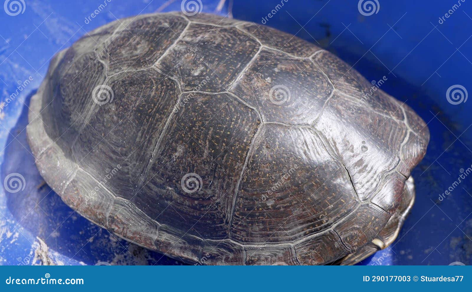 Close-up, Caught River Turtle Hiding in Its Shell in a Blue Bowl in the ...