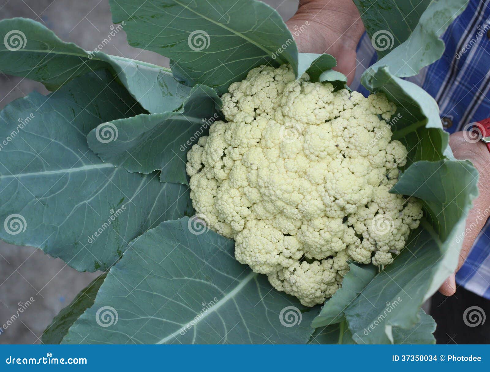 Close-up of cauliflower stock photo. Image of cauliflower - 37350034