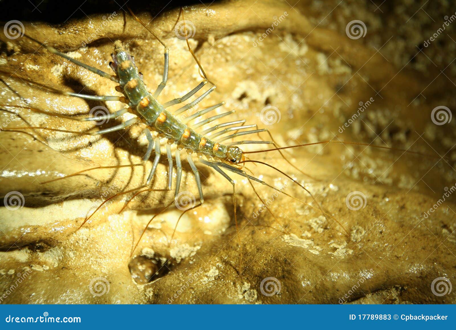 Close Up Of A Cave Centipede Stock Image - Image of headshot, centipede ...