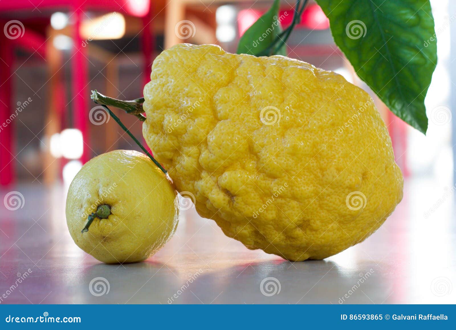 Close-up of Cedar and Lemon from Amalfi Coast Stock Image - Image of ...